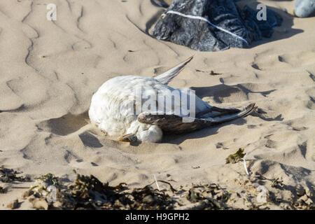 Dead Seagull bird in the sand pollution and environmental issues and ...