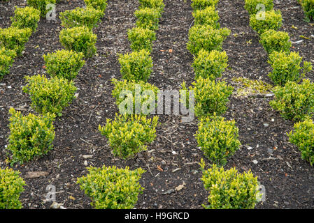 Rows of plants growing in straight lines in a field on an arable farm ...