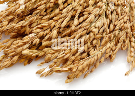 Paddy rice uncooked Stock Photo - Alamy