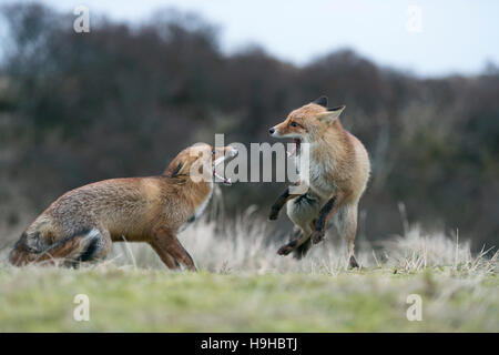 Aggressive Red Fox Showing Teeth Stock Photo - Alamy