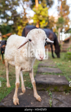 A portrait of a sheep on a farm Stock Photo - Alamy