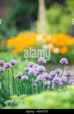 chives flowers in a garden bed in spring Stock Photo - Alamy