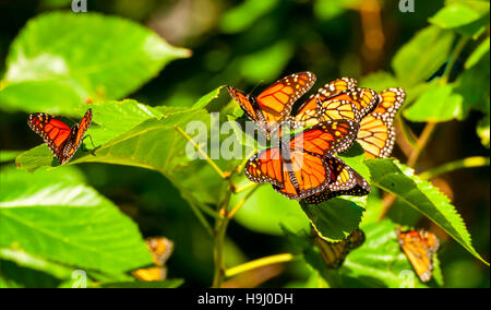 Butterflies on leaves of tree branch at the valley of butterflies ...