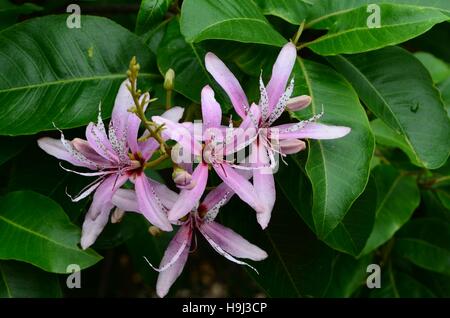 Cape chestnut (Calodendrum capense) close-up of trunk, Kirstenbosch ...