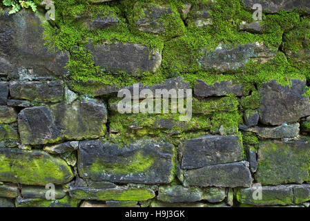 Old gray stone wall with green moss texture background Stock Photo - Alamy