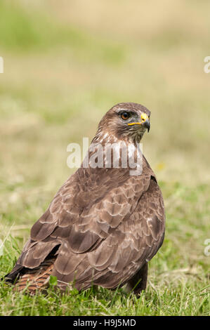 Closeup Portrait of an Common European Buzzard Stock Photo - Alamy