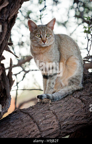 Sand cat (Felis silvestris lybica) Libya captive Stock Photo - Alamy