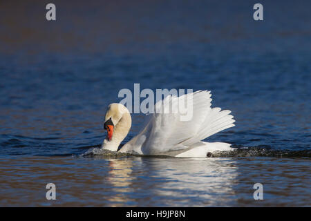 Busking mute swan (Cygnus olor) male in threat display swimming with ...