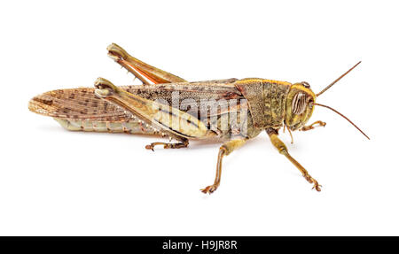 Locust isolated on a white background Stock Photo - Alamy