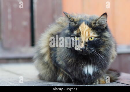 Beautiful calico cat. Lapjeskat. Tricolour. Tortoiseshell-and-white ...