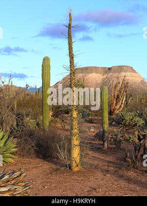 Boojum tree or cirio (Fouquieria columnaris) is a columniform plant ...