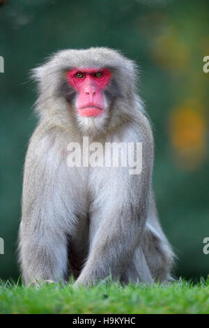 Japanese macaque or snow japanese monkey (Macaca fuscata) young and mom ...