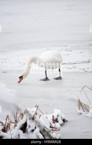 Male swan walking on an icy pond using his claws for a better grip in ...