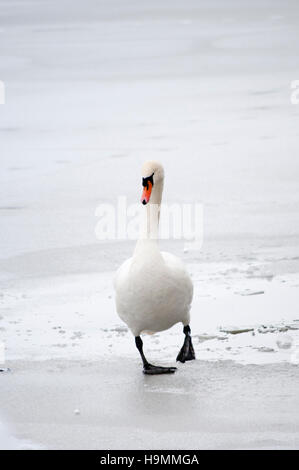 Male swan walking on an icy pond using his claws for a better grip in ...