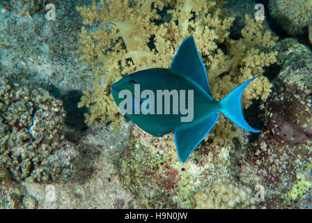Redtooth Triggerfish, Odonus niger.This fish has the mouth open showing ...
