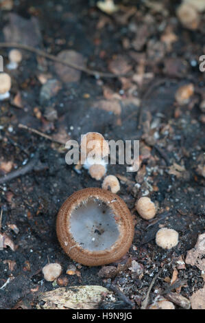 Trichophaea hemisphaerioides fungus, close up shot, local focus Stock ...