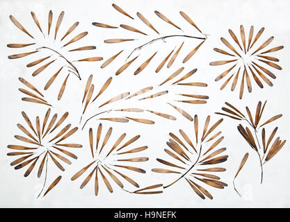 Composition made of ash-tree seeds Stock Photo - Alamy