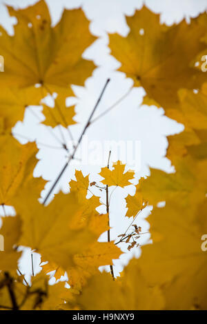 yellow maple leafs on tree Stock Photo - Alamy