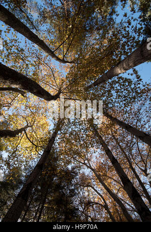Yellow maple leaves on the branches. Autumn nature background with ...