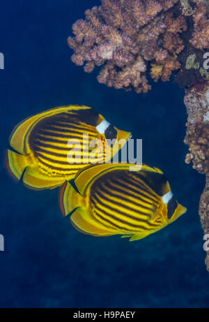 Butterflyfish chaetodon swimming near red pocillopora and yellow ...
