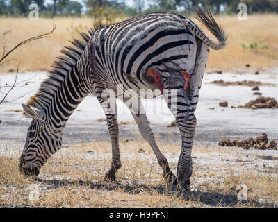 Heavily injured and wounded zebra walking and grazing in Moremi NP ...