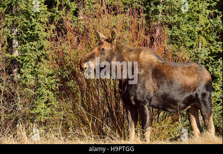 Wild Canadian Bull Moose with Antlers on a parkway roadside in the Snow ...