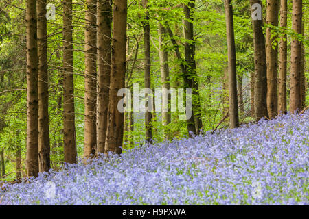 Delcombe Wood, Dorset, England, UK Stock Photo - Alamy