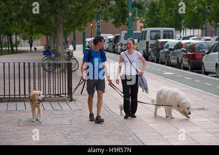 Dog walker at work. Couple dog walker walking with dogs in the park ...
