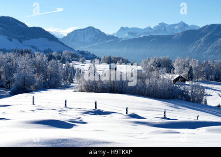 Winter landscape, Deep snow-covered lime tree (Tilia), Canton Zurich ...