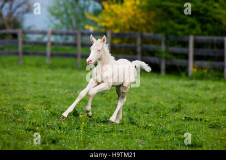 Cremello Morgan horse foal galloping in a pasture, Tyrol, Austria Stock ...