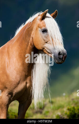 Haflinger on the mountain pasture, sorrel, Stubai Alps, North Tyrol ...