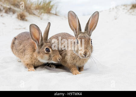 Wild rabbits (Oryctolagus cuniculus), beach dunes, Mecklenburg ...