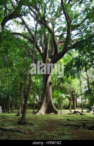 Big Tree Roots System of The Tree Growing and Branching on The Ground ...