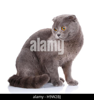 A gray shorthair cat with yellow eyes resting on the wooden table Stock ...
