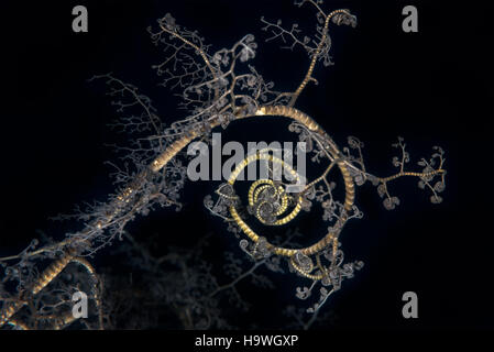 Basket Star, Astroboa nuda, night dive, Gili Lawa Darat dive site ...