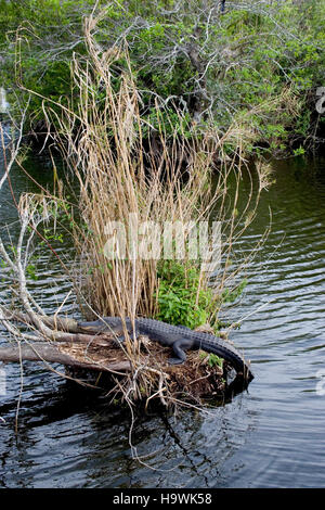 The Everglades National Park is a critical wetland ecosystem in Florida ...