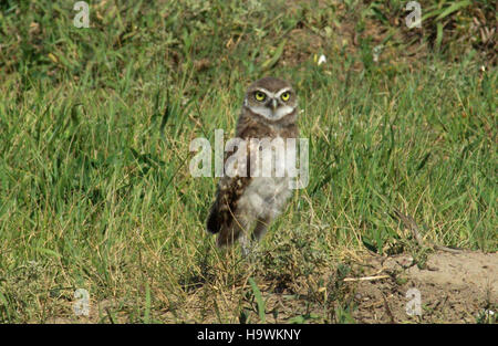 A small ground owl in the park Stock Photo - Alamy