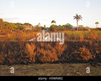 Prescribed fire near park structures Stock Photo - Alamy