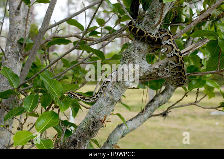 A Burmese python is captured in the Everglades National Park ...