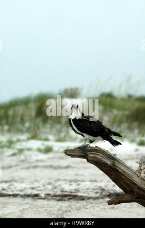 The Osprey, a bird of prey, is often spotted in various U.S. national ...