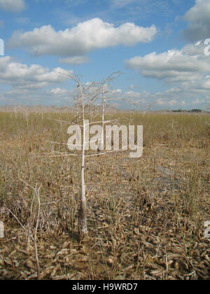 Marl Prairie in the Everglades National Park is an ecologically ...
