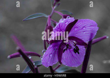 Dwarf Fireweed (Chamaenerion latifolium Stock Photo - Alamy