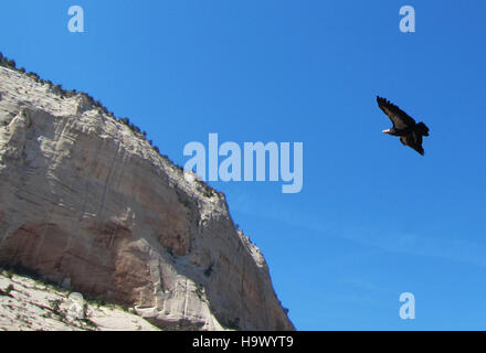 The California Condor, a critically endangered species, is seen soaring ...