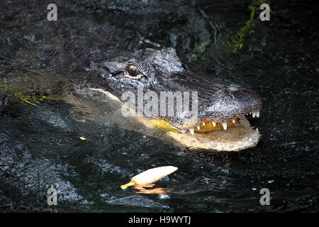 American alligator is seen in the Everglades National Park Stock Photo ...