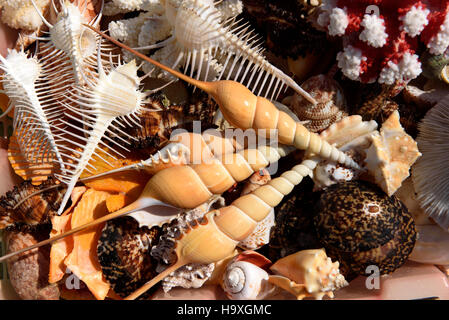 Shells, Beach at Sanya Bay near Club Med Hainan island, China Stock ...
