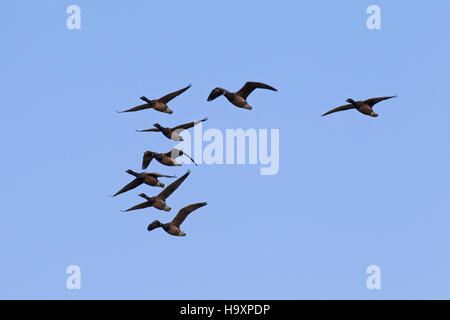 Brant geese migrating Stock Photo - Alamy