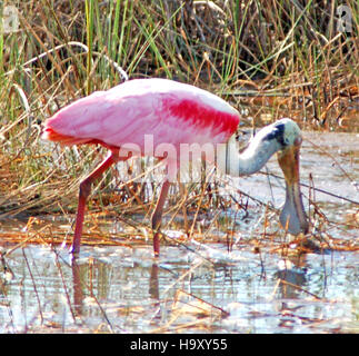 The Roseate Spoonbill is a striking wading bird, known for its bright ...