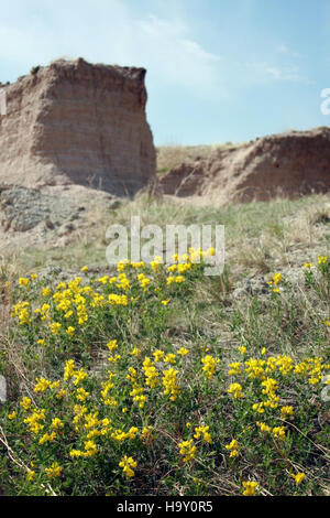 Prairie Goldenpea, Thermopsis rhombifolia Stock Photo - Alamy