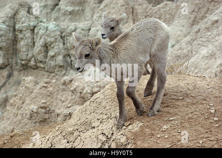 Bighorn sheep seen here at Badlands National Park, South Dakota during ...