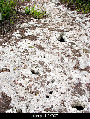 A Solution Hole in the Everglades National Park, a key feature of the ...